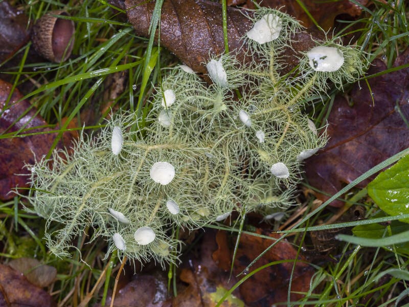 In the Woods with Blurred Background Stock Image - Image of structure ...
