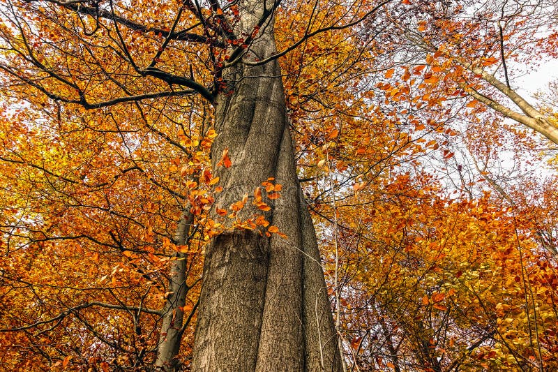 Brightly Autumnal Coloured Trees at Fall Season, Surrounding a Twisted ...