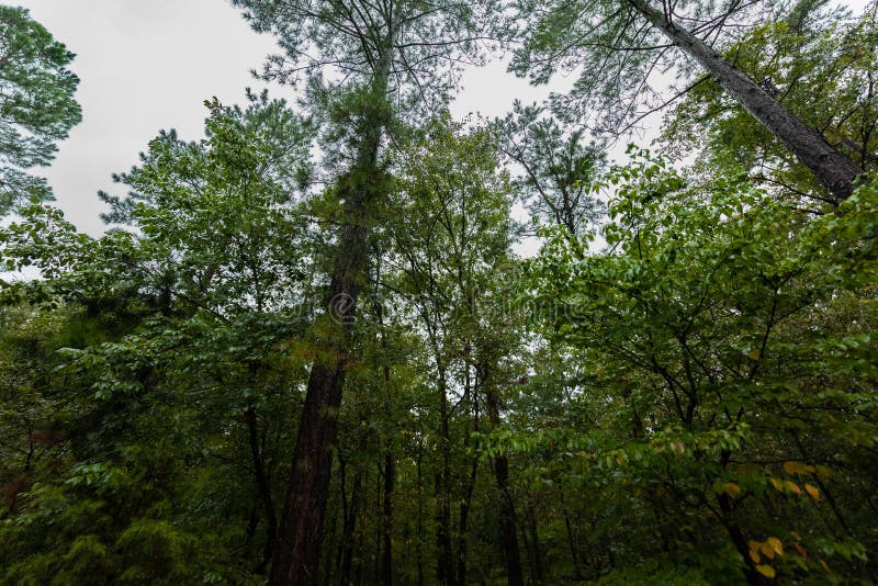 Woods in Broken Bow Oklahoma Trees Forest View from Below Stock Photo ...