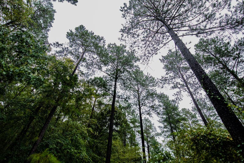 Woods in Broken Bow Oklahoma Trees Forest View from Below Tops of Tress ...