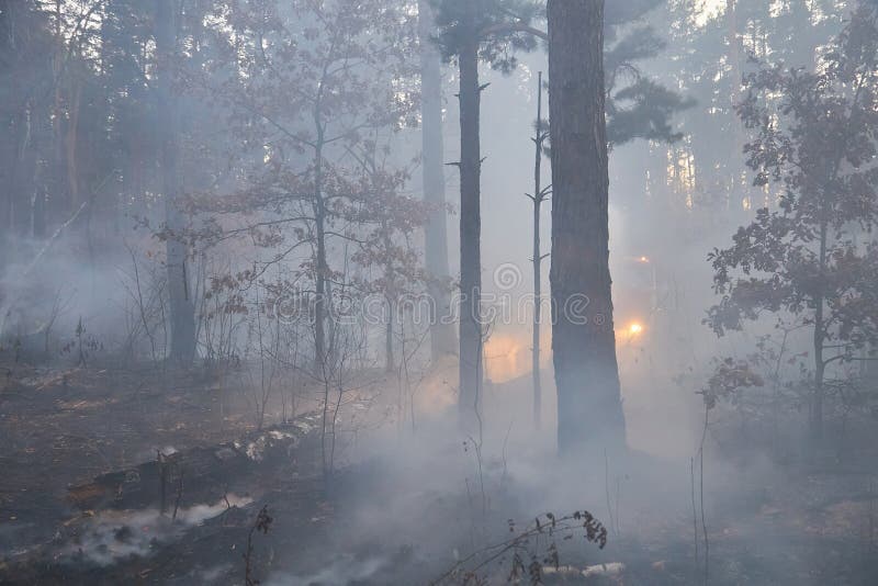 In the Woods are Burning. Fire in the Forest Stock Photo - Image of ...