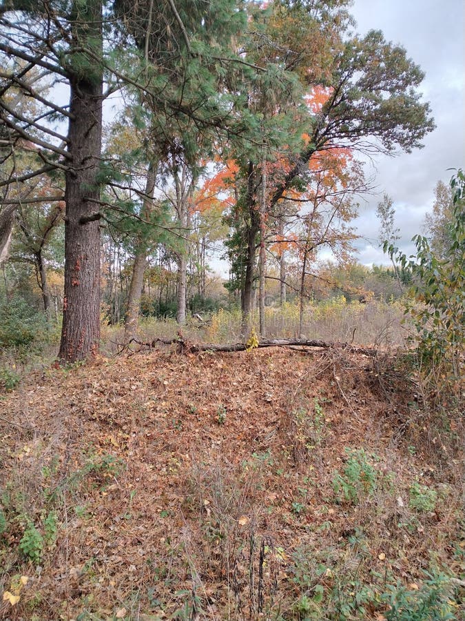 Woods changing fall colors stock photo. Image of green - 259258670