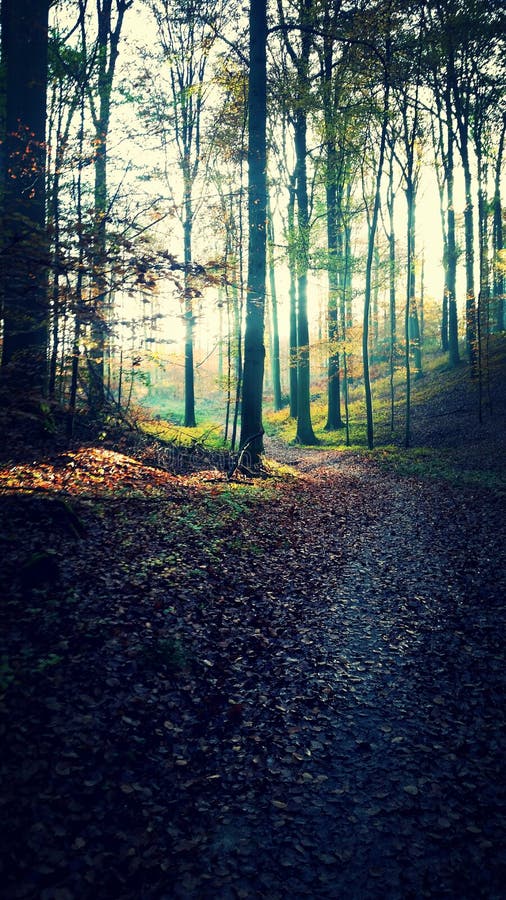 Woods in Fall stock photo. Image of trunk, morning, autumn - 60622512