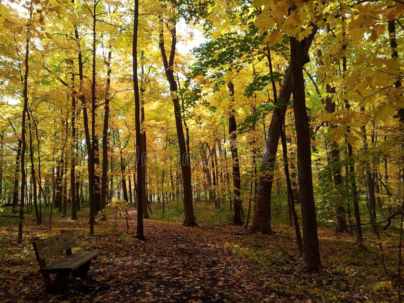 Woods in Fall stock image. Image of autumn, fall, leaves - 107212767