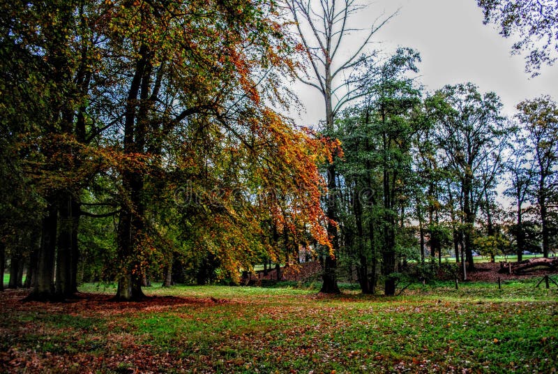 Woods in fall stock image. Image of woods, fall, tree - 85290557