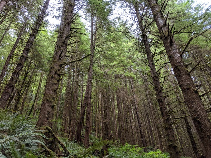 Woods, Ferns, Trees, Hike, Oregon Stock Image - Image of trees, oregon ...