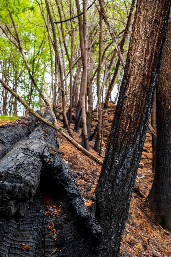 Woods after a fire stock image. Image of accidents, phenomenon - 146218043