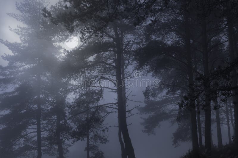 1,132 Woods Night Full Moon Photos - Free & Royalty-Free Stock Photos ...
