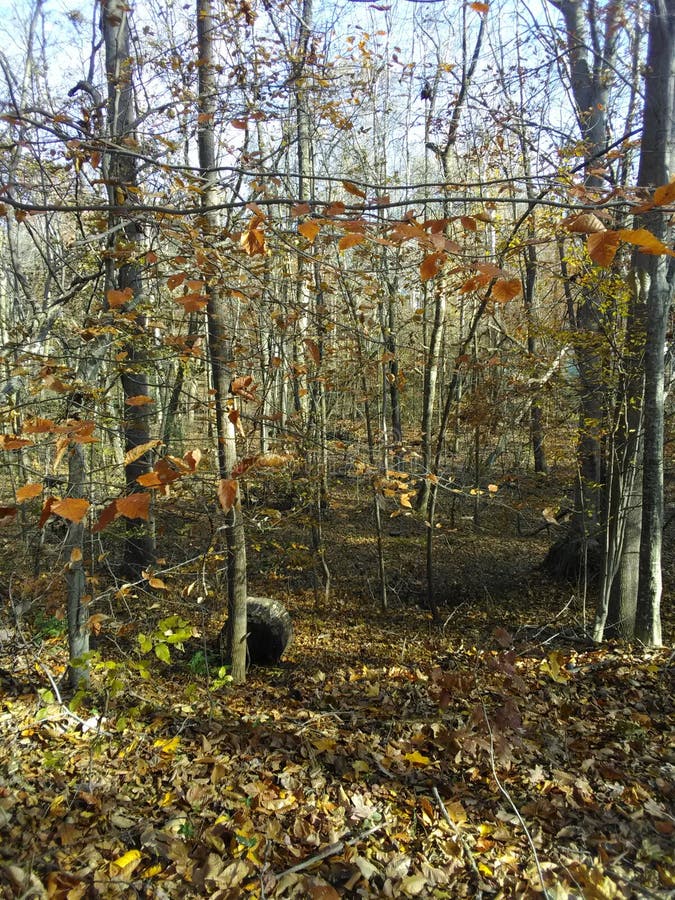 Woods Forest Bare Trees Fall Stock Image - Image of fall, woods: 165639161