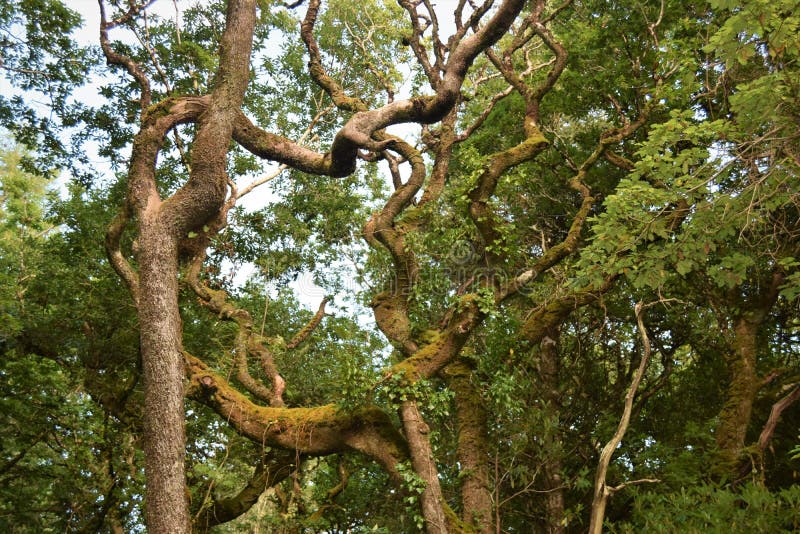 Woods in a Forest Park, Co. Donegal, Ireland Stock Photo - Image of ...