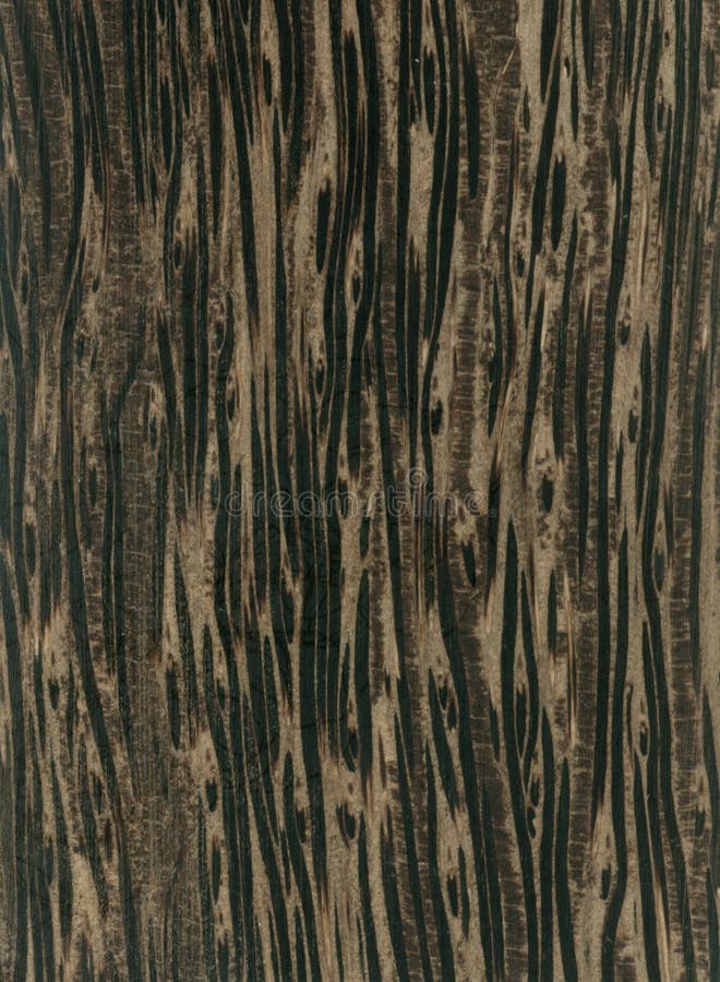 Wood Tree Exotic Pattern Asia Samples Natural Stock Image - Image of ...