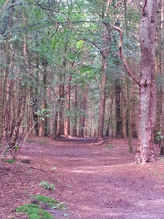 Woods of the Netherlands stock photo. Image of netherlands - 43874688