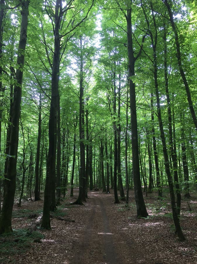 Teieskogen Stock Photos - Free & Royalty-Free Stock Photos from Dreamstime