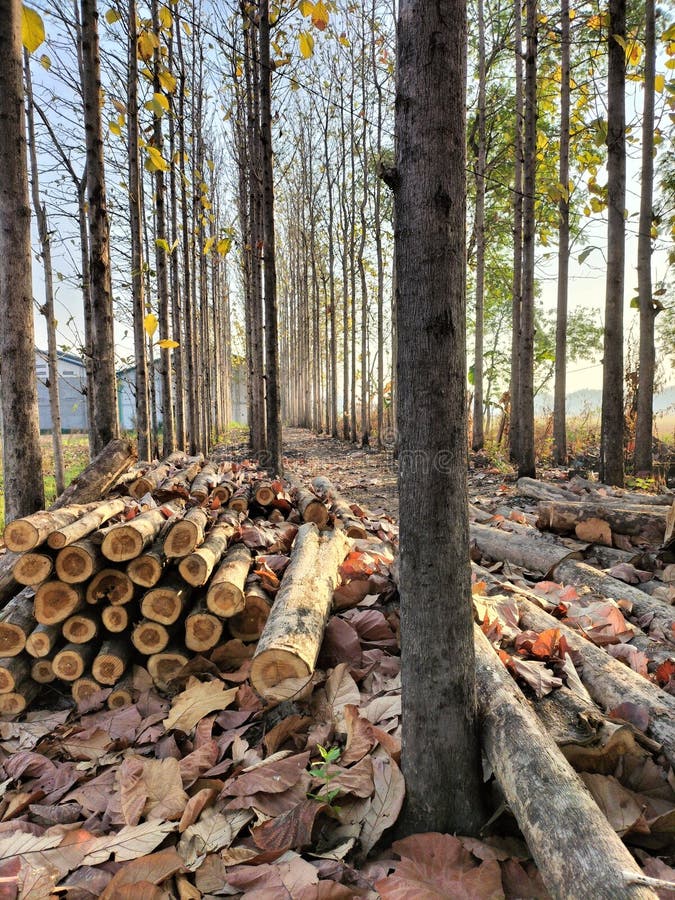 Woods old tress stock photo. Image of tress, woods, wood - 287227024