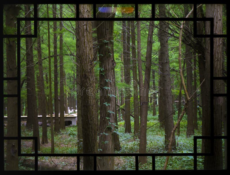 Woods outside the window stock photo. Image of tourism - 140127940