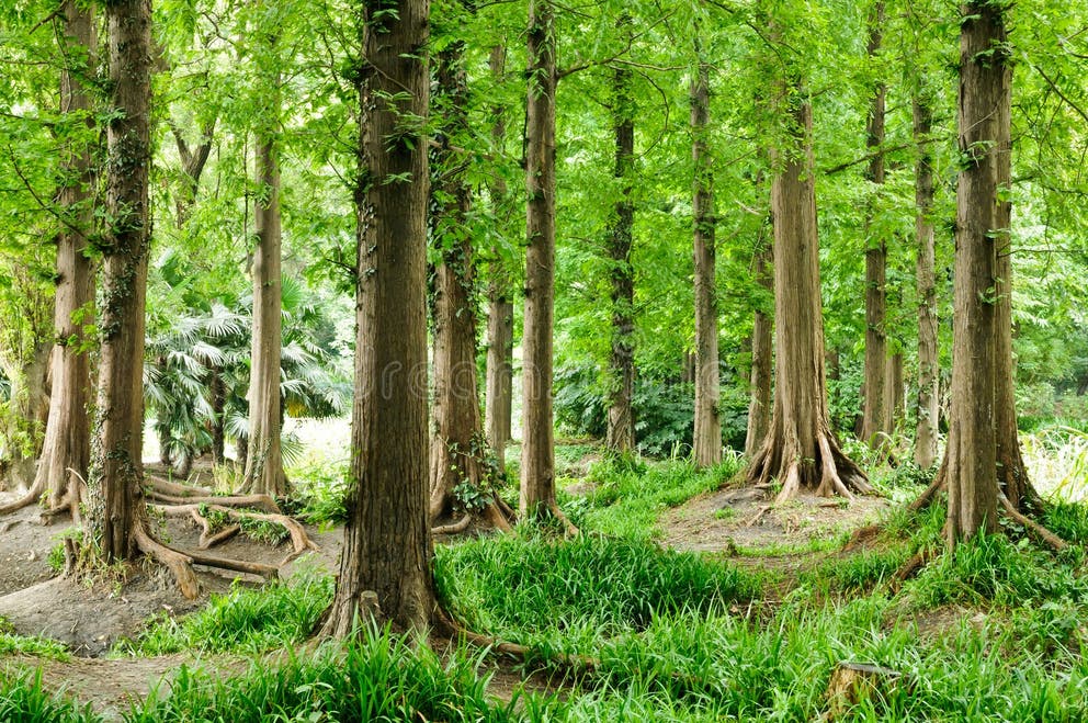 Woods stock image. Image of outdoor, environment, land - 30382673