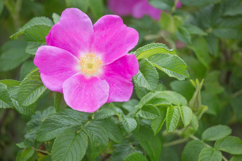 Woods Rose stock photo. Image of botanical, color, scenic - 42270614