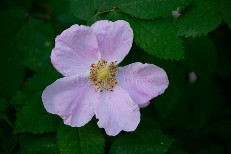 Woods` Rose stock image. Image of flower, blossom, rose - 190820193