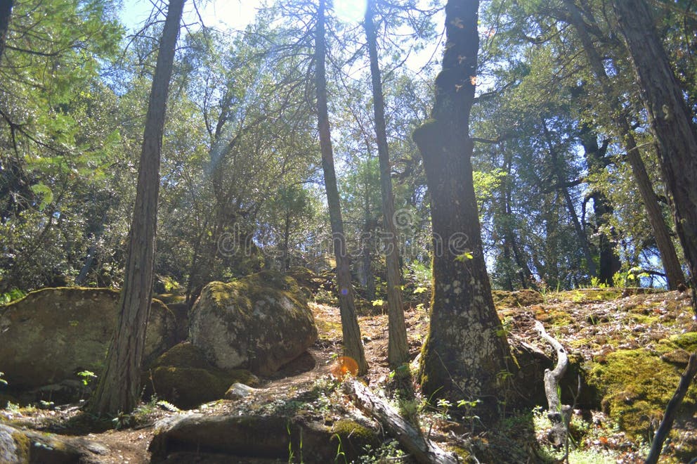 Woods stock photo. Image of macro, landscape, insects - 44748586