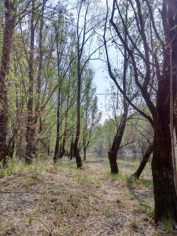 Woods in spring stock image. Image of beautiful, nature - 162471767