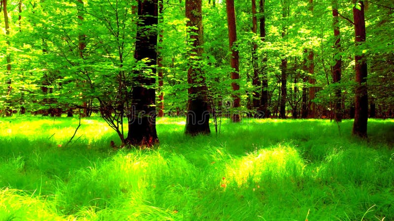 A woods during the spring stock photo. Image of forrest - 176854702