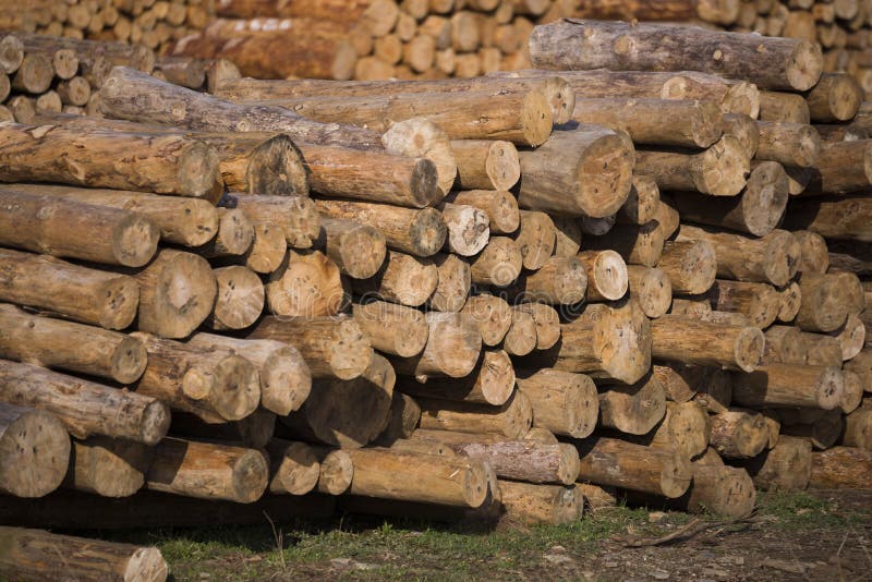 Woods Stack Background Texture Stock Image - Image of natural ...