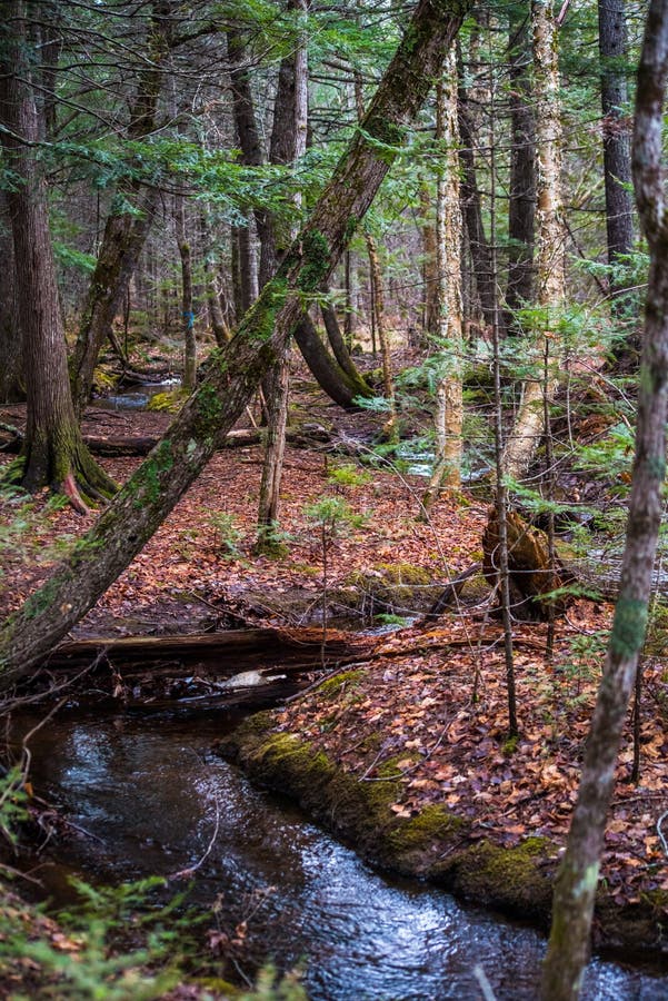 Woods Stream aftera rain stock image. Image of green - 204758527