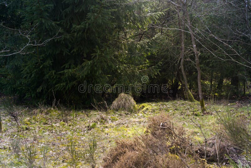 Summer Season Inside a Mixed Deciduous and Fir Forest Stock Image ...