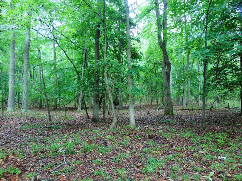 Woods in Summer stock photo. Image of forest, outdoors - 94945896