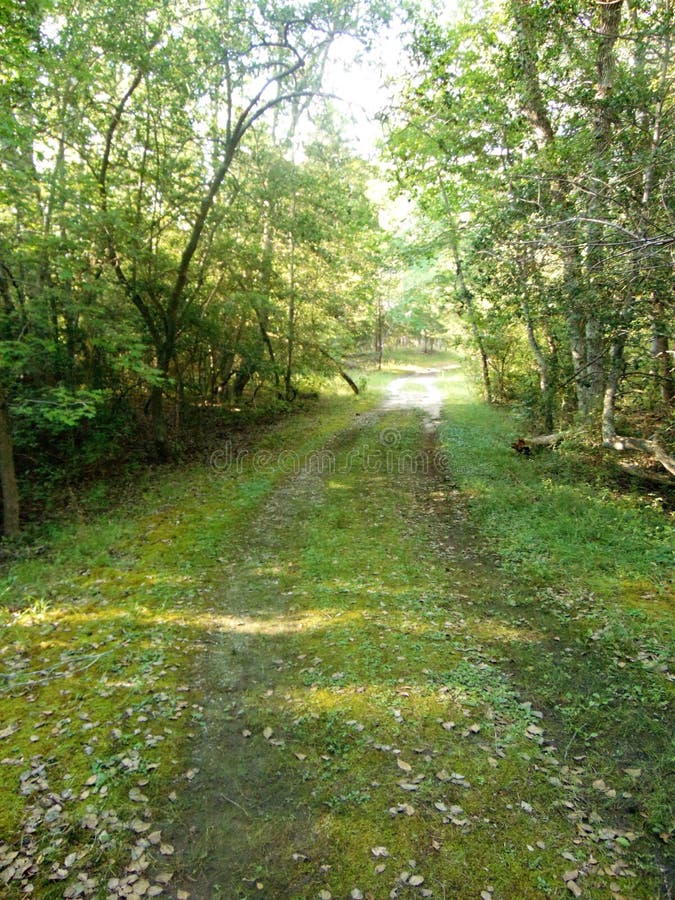 Woods in Summer stock photo. Image of forest, outdoors - 94945896