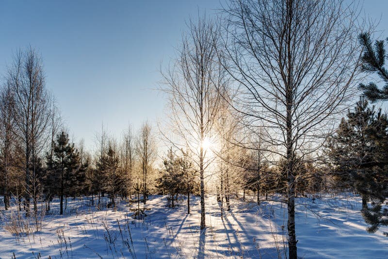 Woods on a Sunny Winter Day Stock Image - Image of blue, landscapes ...