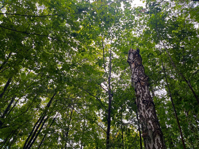 Forest with Trees and a Birch Tree and Green Leaves Stock Image - Image ...