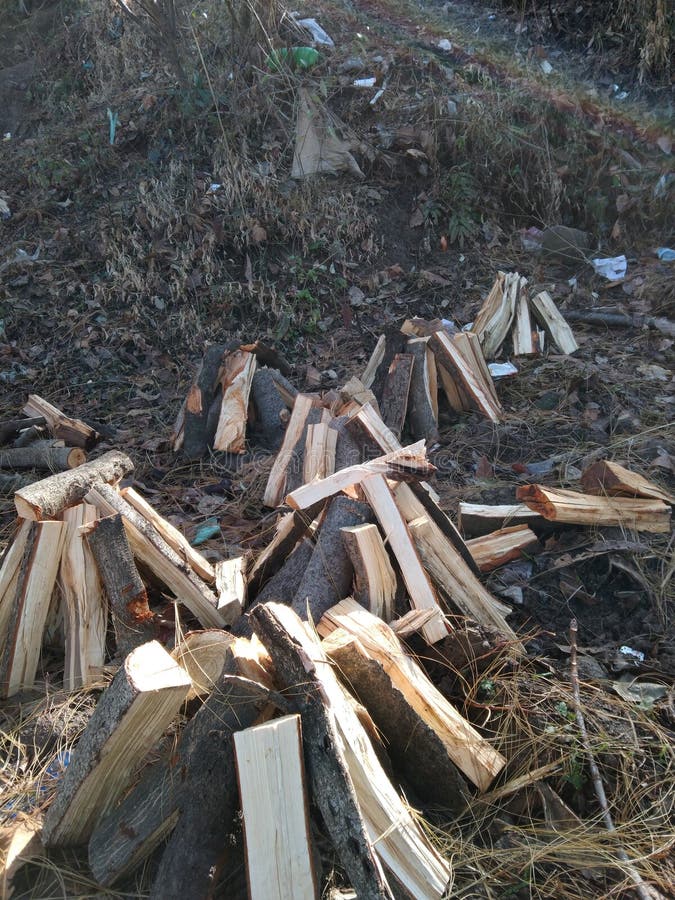 Woods to make fire. stock photo. Image of trees, fire - 204488176