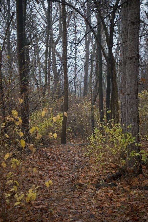 Trail End stock image. Image of winter, trail, trees, white - 57629