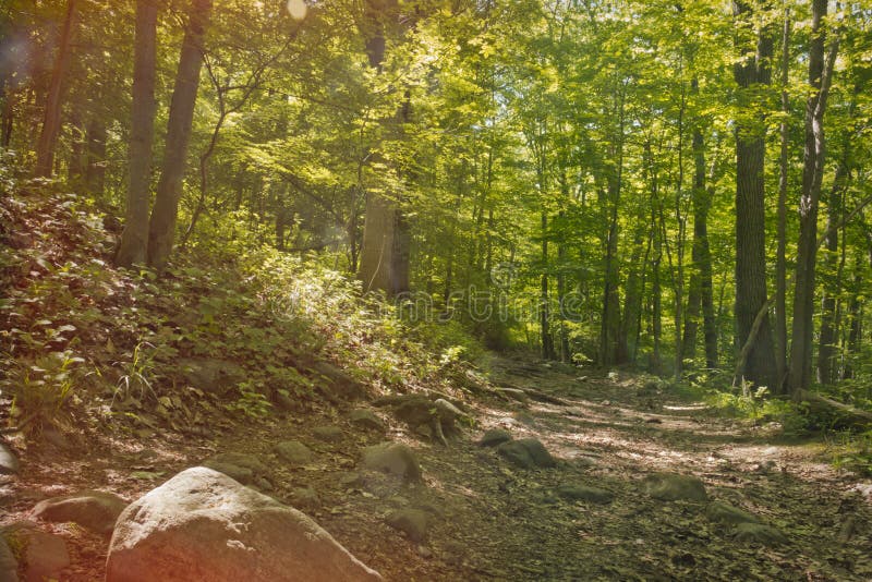 Trail Woods Summer stock photo. Image of dirt, path, mist - 42390200