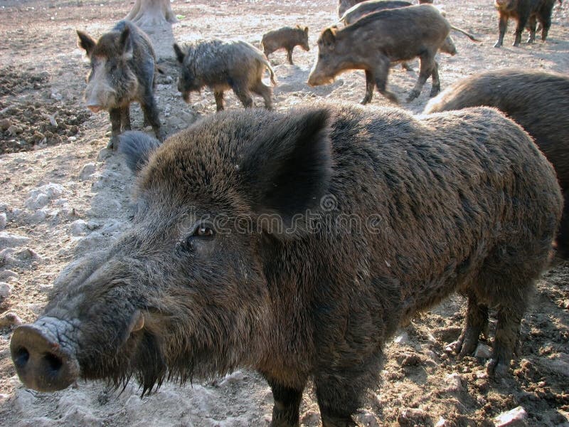 In the Woods among the Trees is a Herd of Wild Boars Stock Image ...
