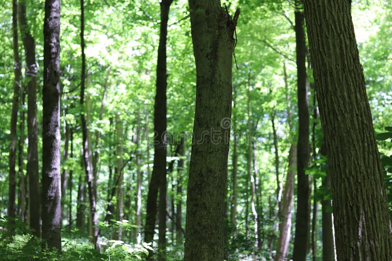 Woods stock image. Image of woods, trees, hiding - 120995565