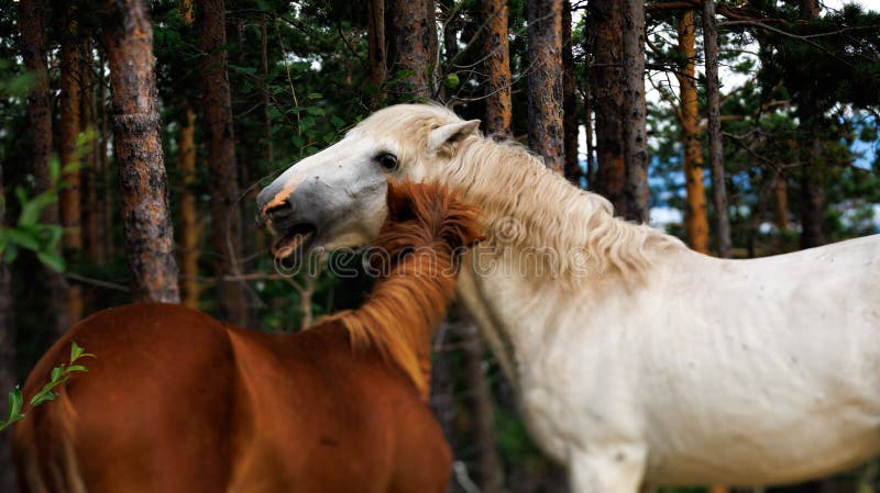 Two Horses are Standing Side by Side in the Forest Stock Photo - Image ...