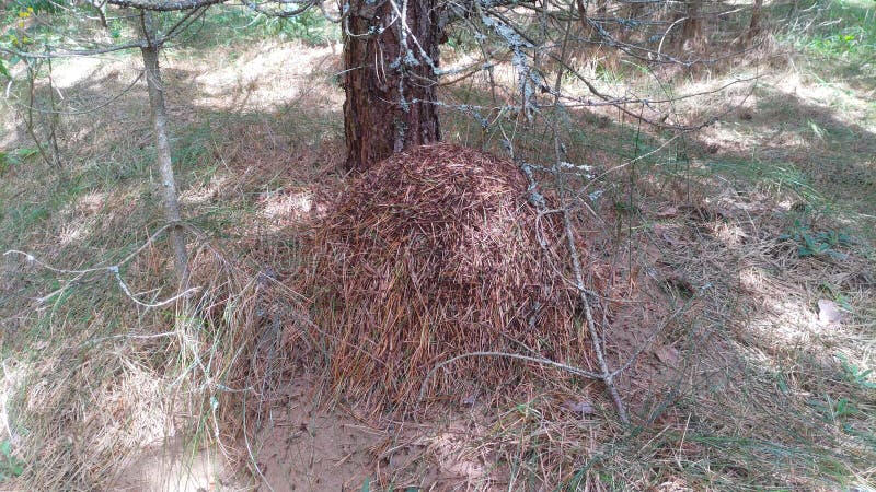 In the Woods, Under a Pine Tree, among the Grass, There is an Anthill ...