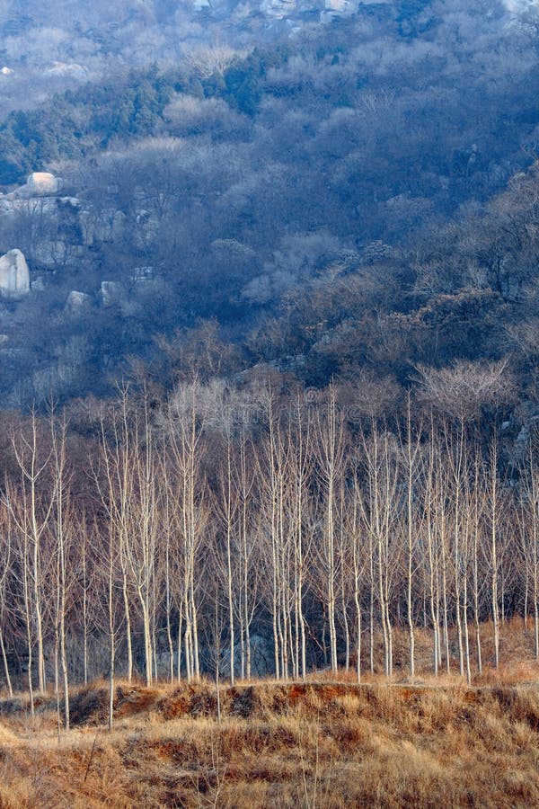Woods in valley stock photo. Image of beautiful, landscapes - 24085820