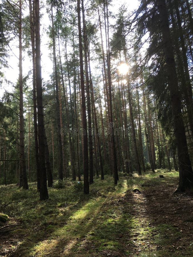 In the woods stock image. Image of path, nature, botany - 78597709