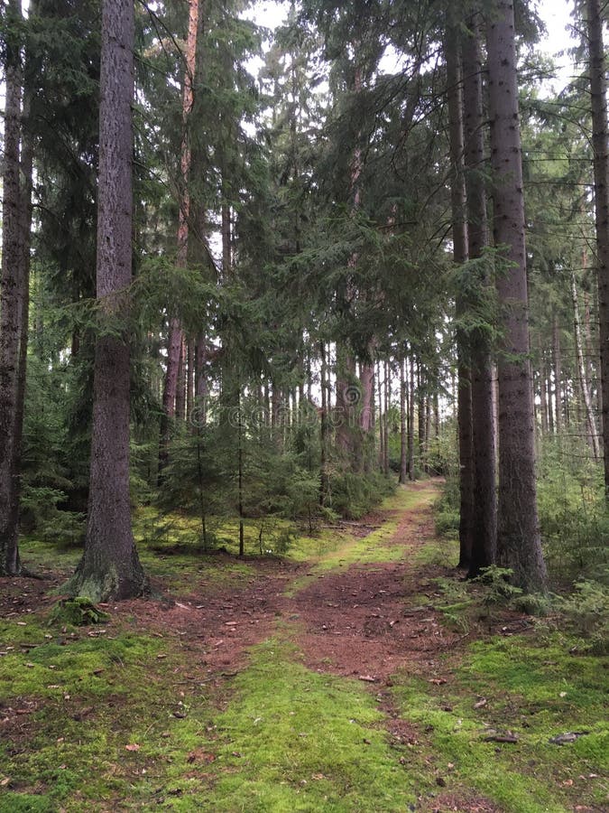 In the woods stock image. Image of fall, trees, plant - 78698793