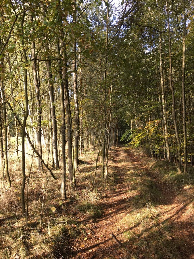 In the woods stock photo. Image of colors, autumn, flora - 79258990
