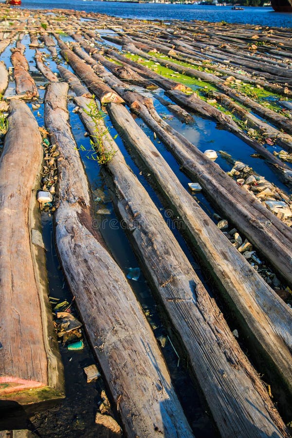 Woods in the water stock photo. Image of pitt, lumber - 57967496