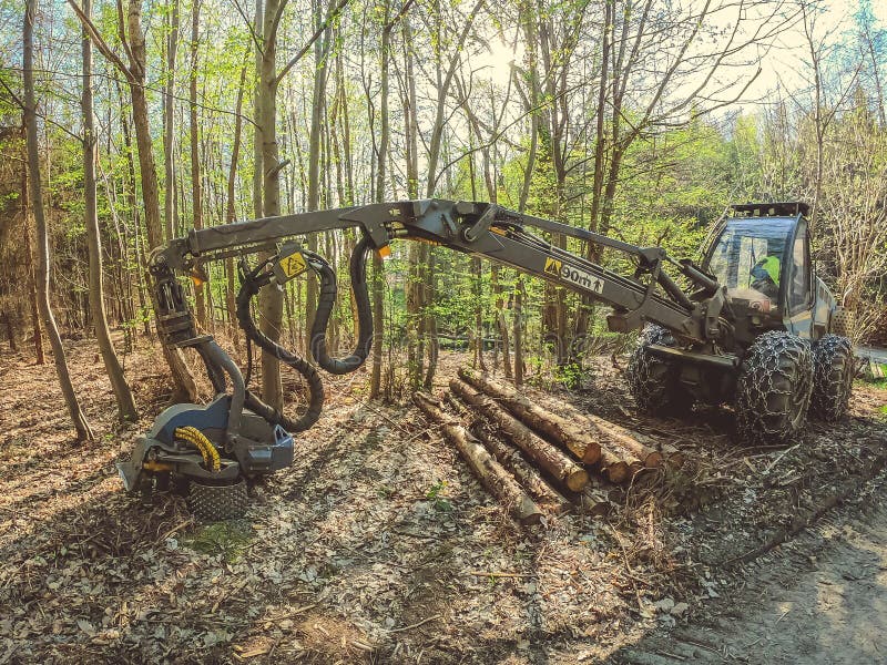 Woodworking in the Forest. Cleaning Fallen Trees after a Strong Wind ...