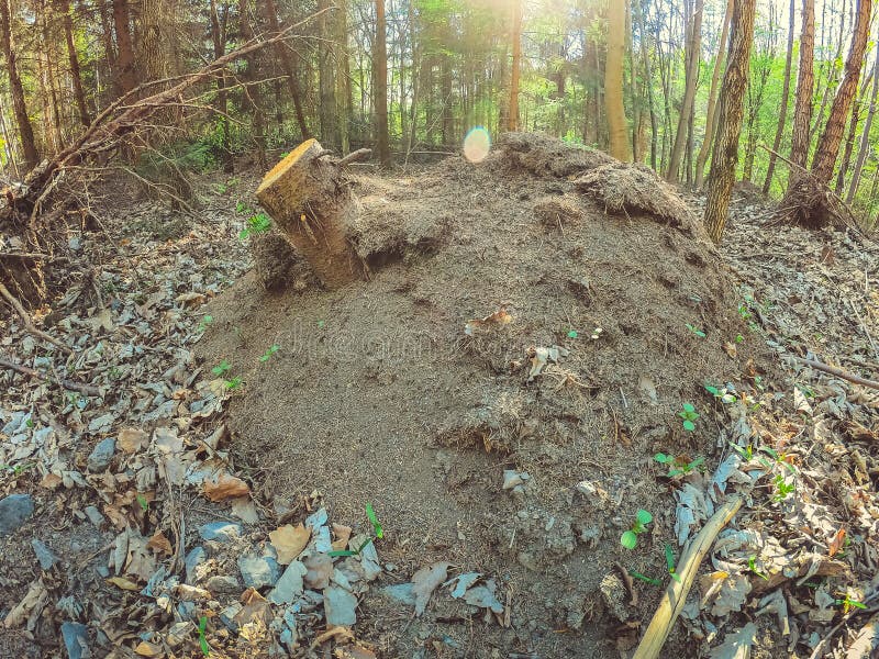 Woodworking in the Forest. Cleaning Fallen Trees after a Strong Wind ...