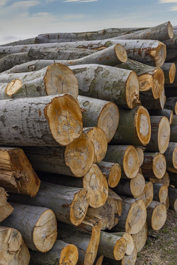 Woodworking Industry, Pruned Trees on a Wood Dump Stock Image - Image ...