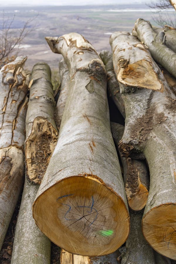 Woodworking Industry, Pruned Trees on a Wood Dump Stock Photo - Image ...