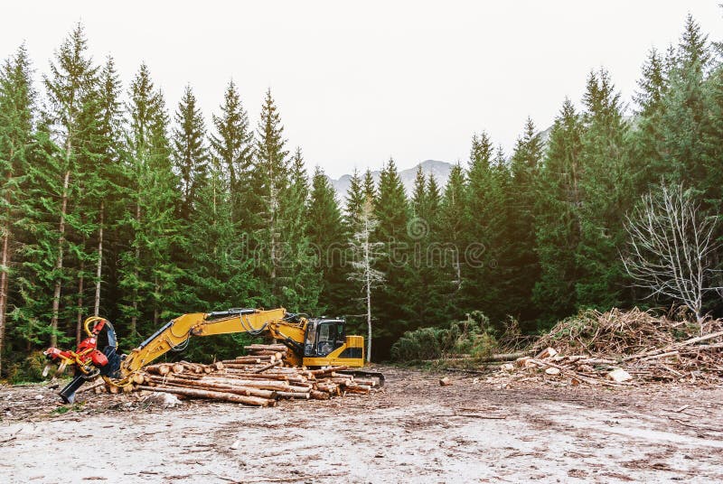 Woodworking Machine Tractor Harvester in the Forest. Primary Wood ...