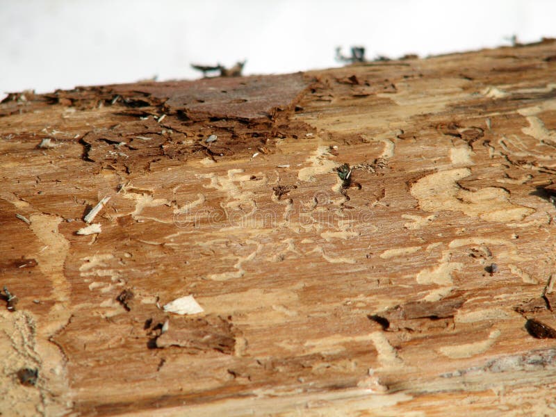Woodworm stock photo. Image of pest, woodworm, geology - 13905028